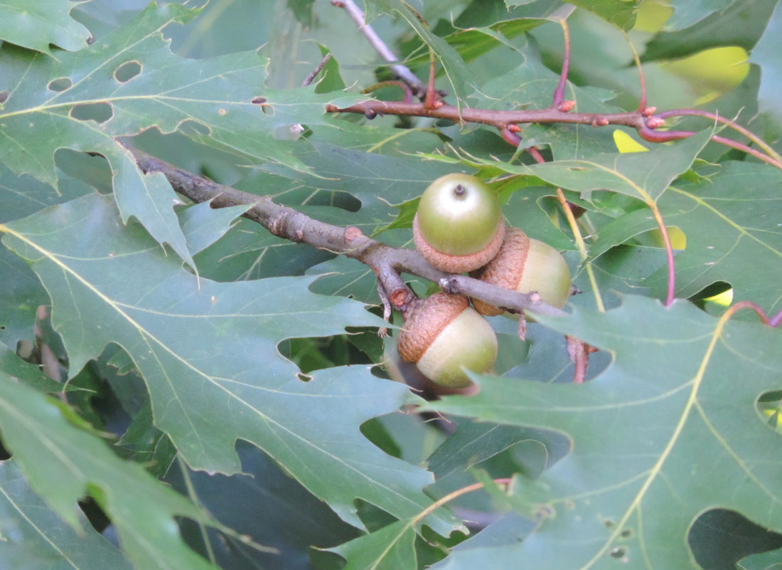 Little Explorers To Learn About Trees | News, Sports, Jobs - Post Journal